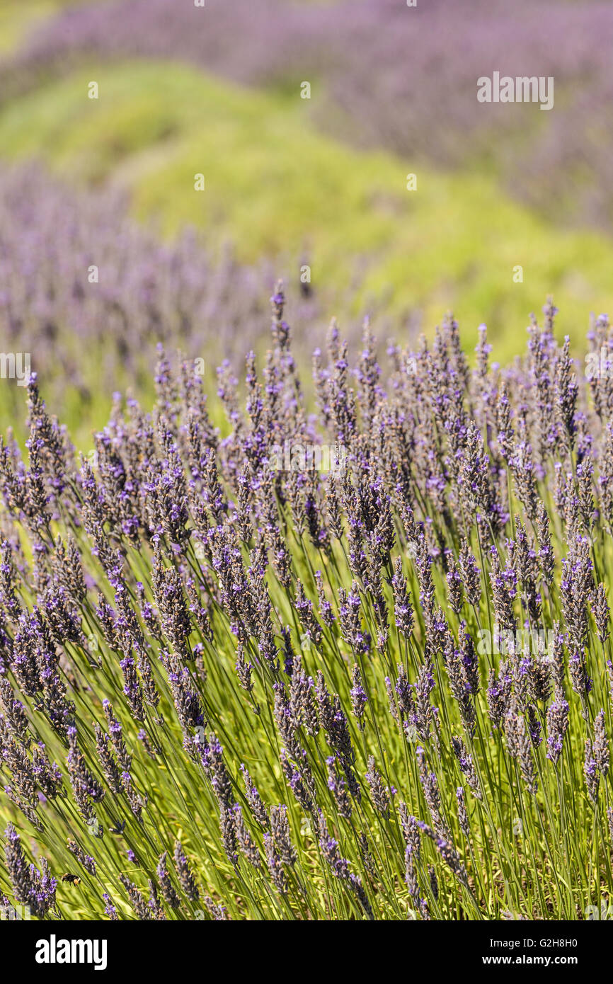 Pelindaba Lavender Farm on San Juan Island, Washington, USA Stock Photo ...