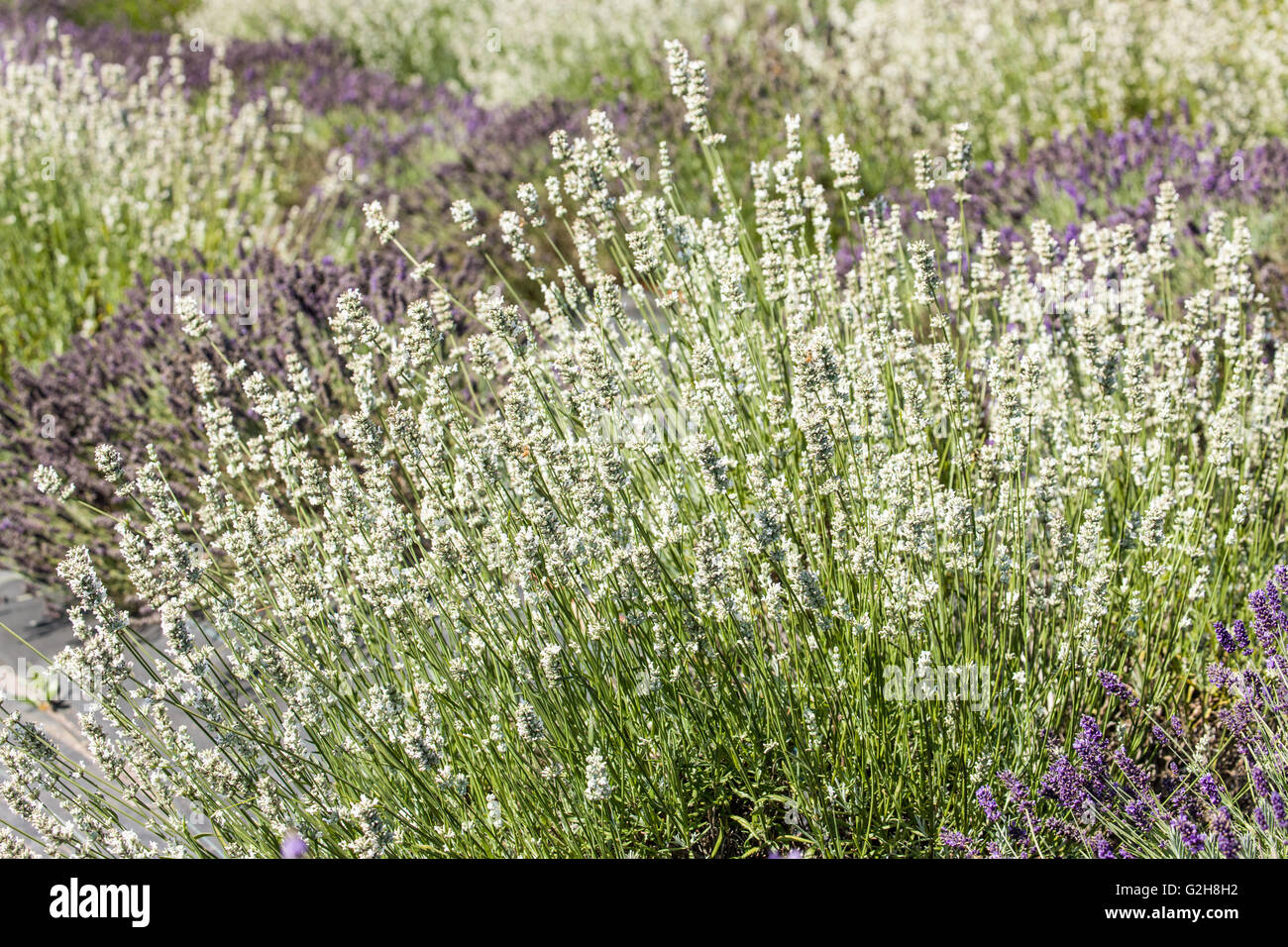 Calming lavender hi-res stock photography and images - Alamy