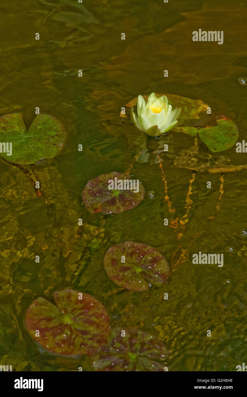 Moorei waterlily hi-res stock photography and images - Alamy