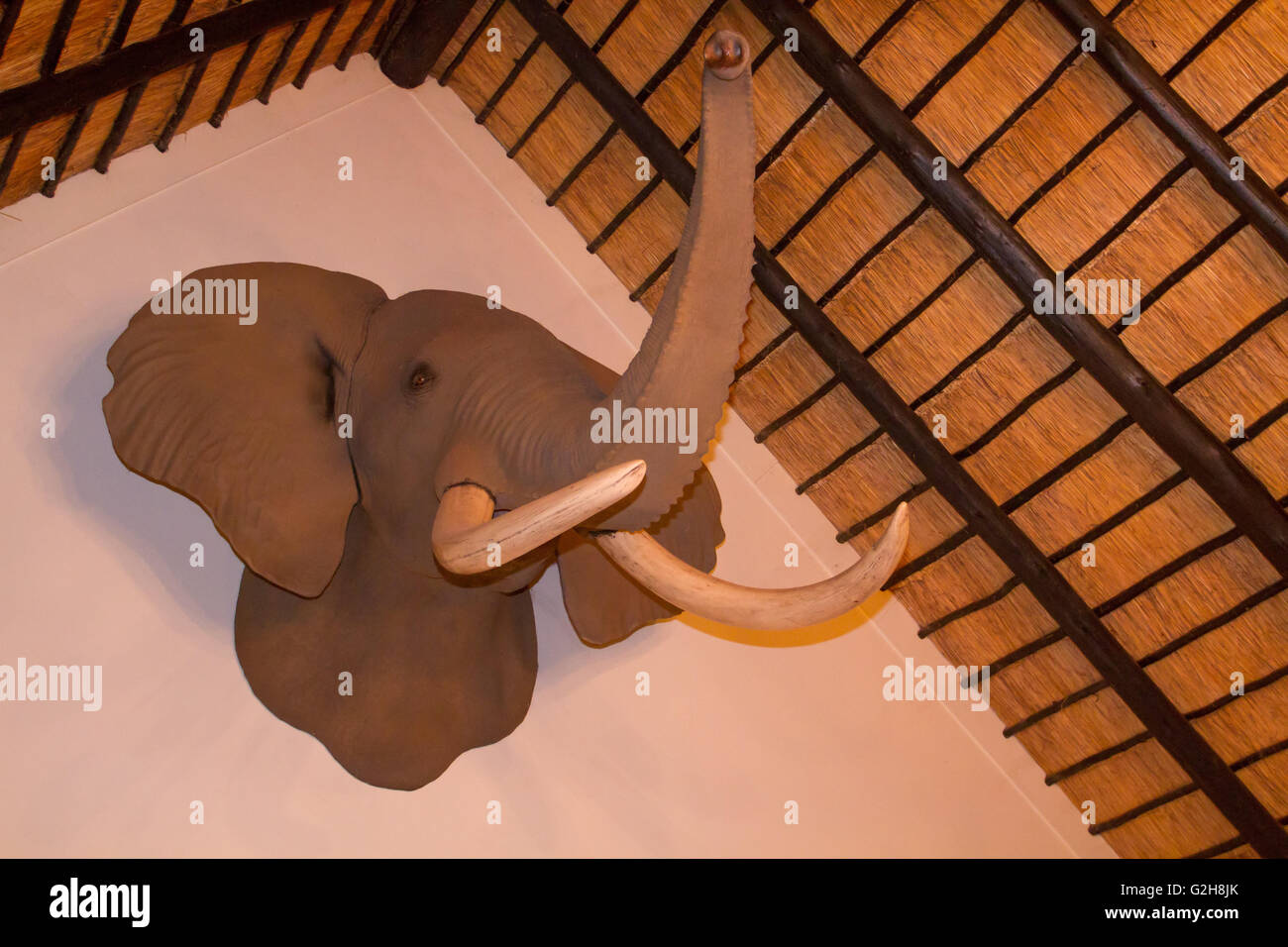 Elephant head hi-res stock photography and images - Alamy