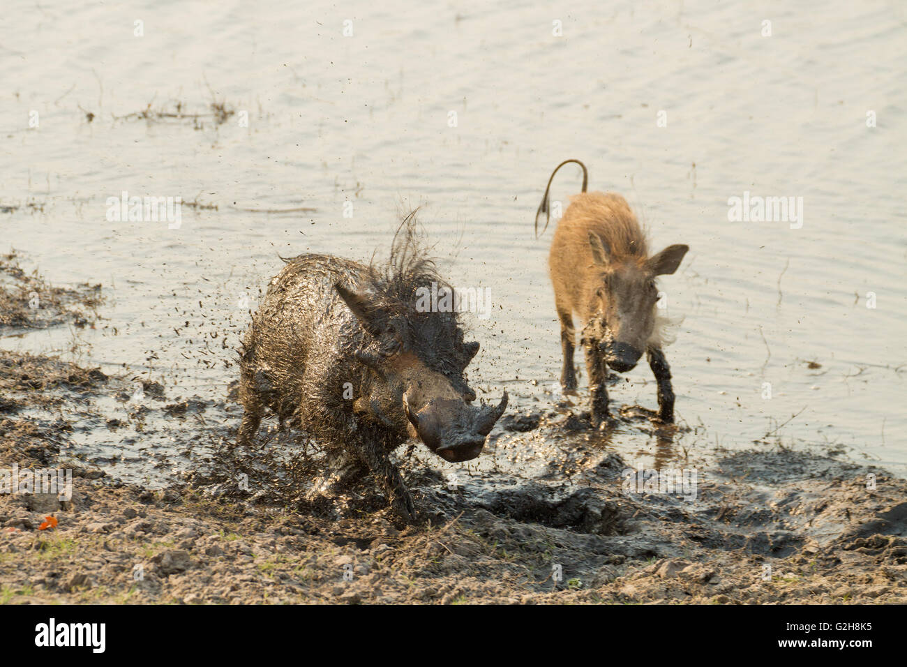 Warthogs shaking after taking a mud bath in Chobe National Park ...
