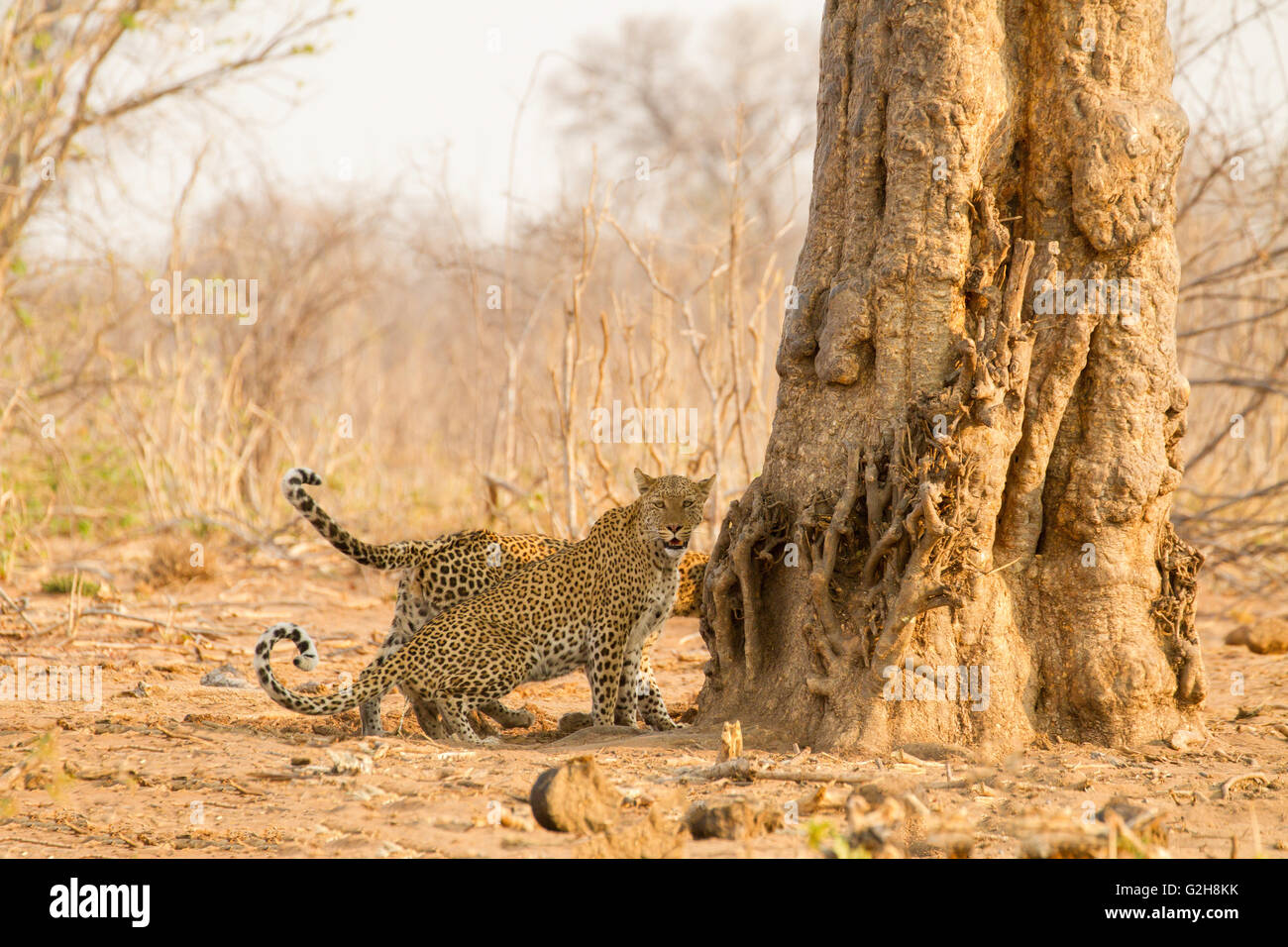 African leopards hi-res stock photography and images - Alamy