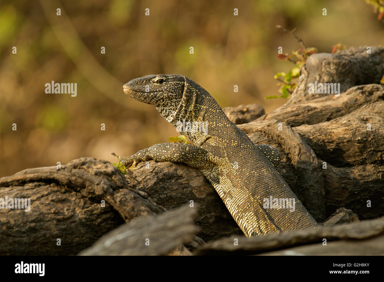 Close up of monitor lizard hi-res stock photography and images - Alamy