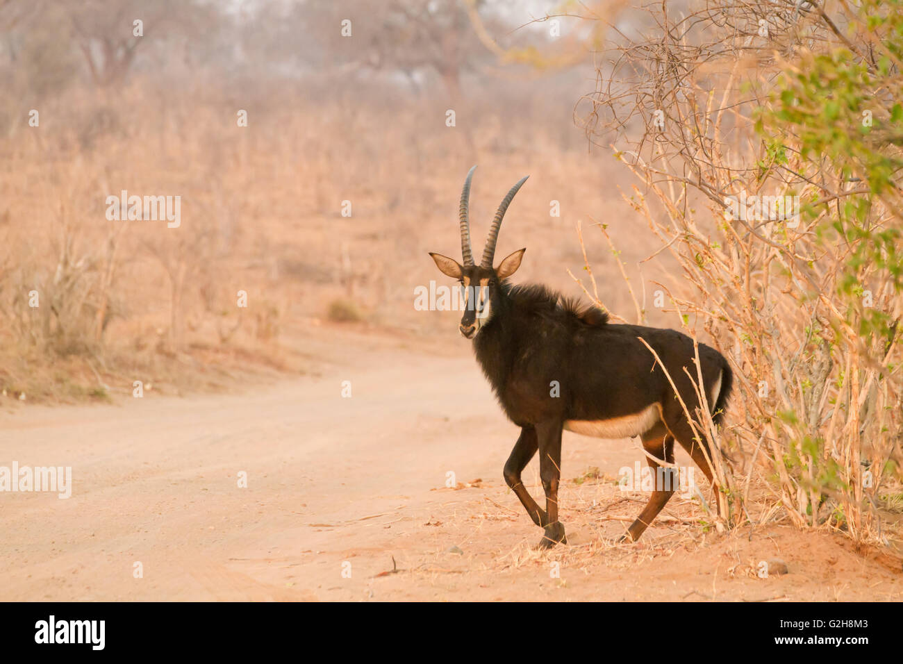 Male Sable Antelope walking in Chobe National Park, Botswana, Africa ...