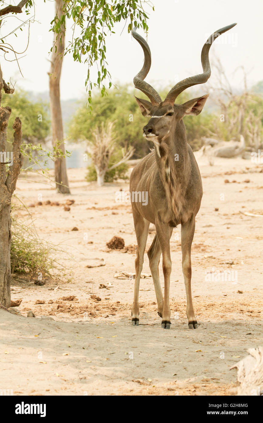African antelope with long spiral horns hi-res stock photography and ...
