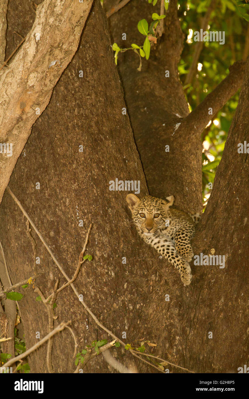 Baby leopard hi-res stock photography and images - Alamy