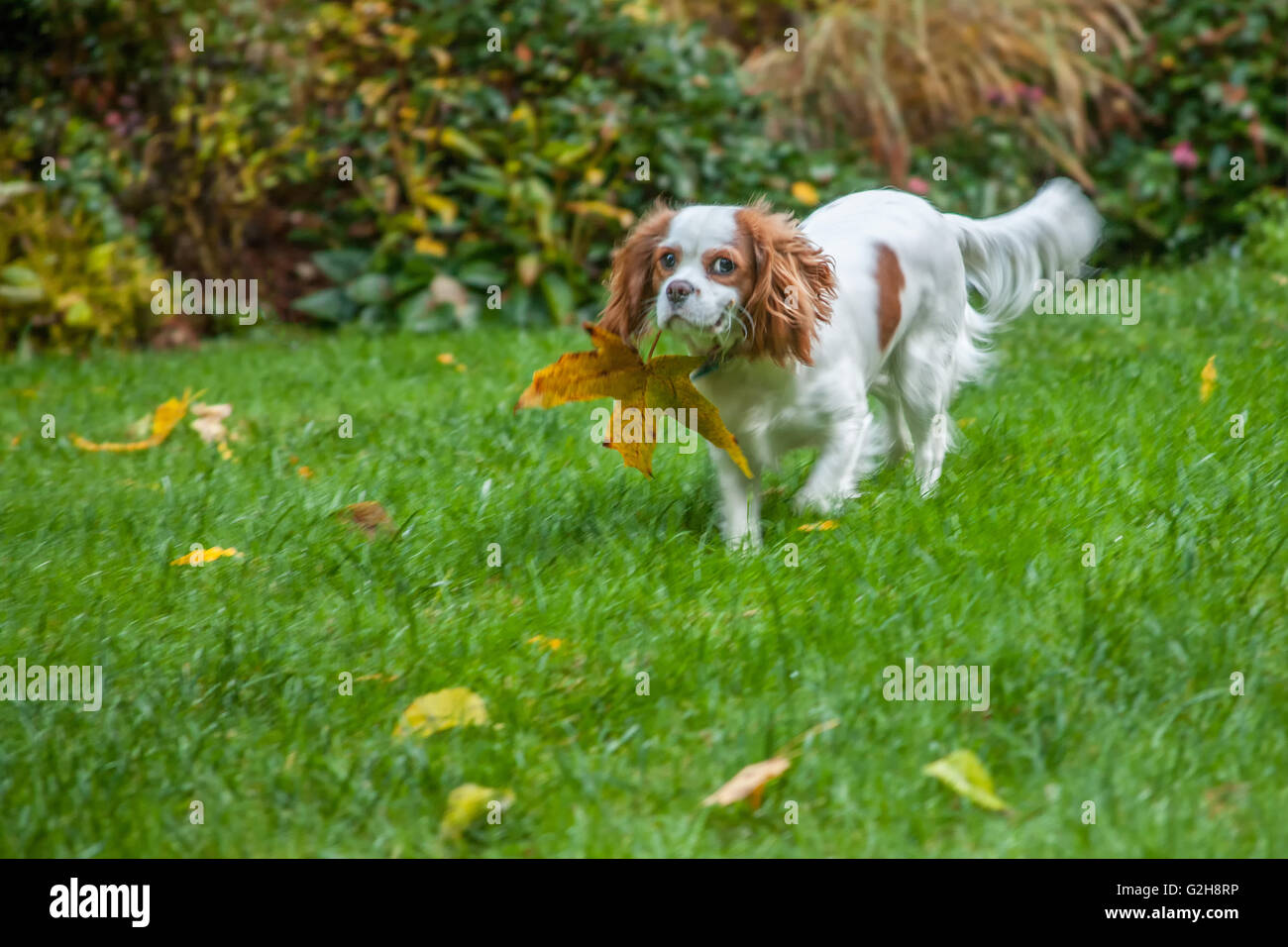 Mandy, a 9 month old Cavalier King Charles Spaniel puppy, playing ...