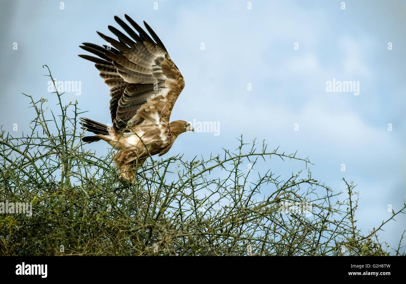 Tawny Eagle taking off in Serengeti area of Tanzania Stock Photo - Alamy