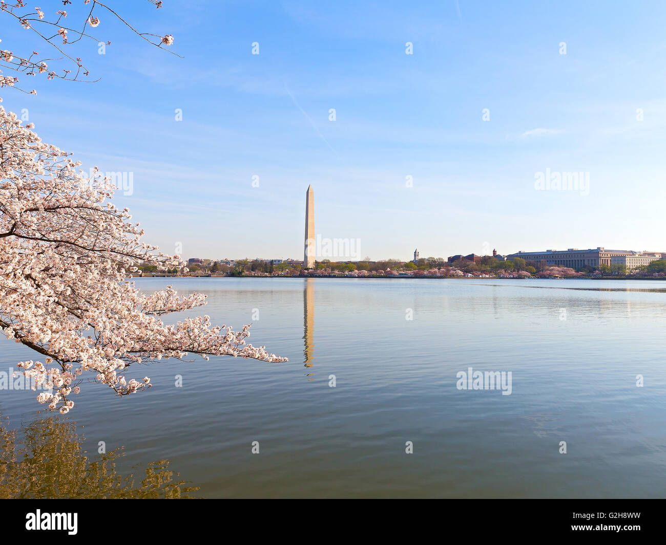 Washington Monument during the Cherry Blossom festival in spring Stock ...
