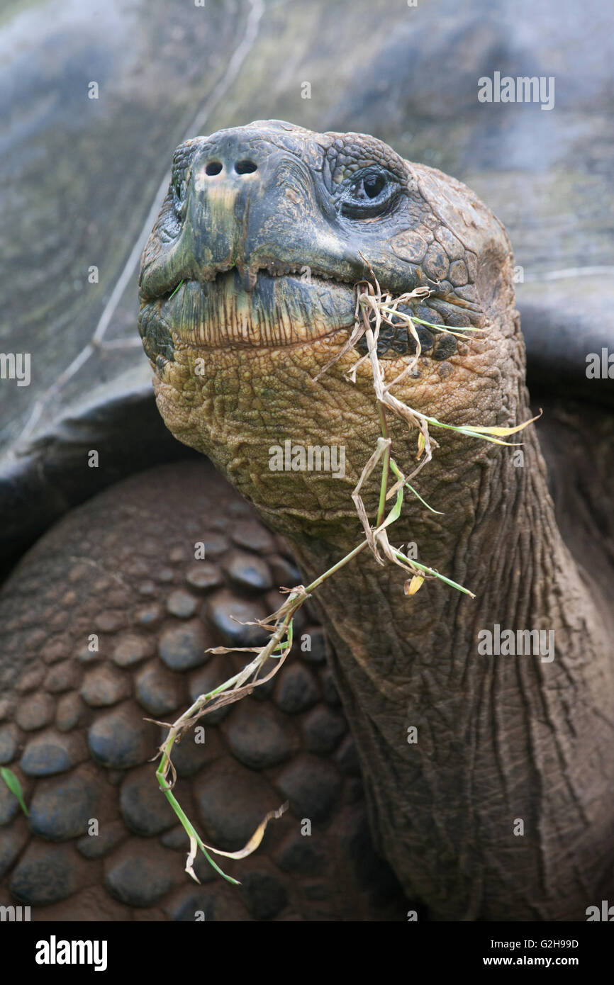 Galapagos Giant Tortoise, Chelonoidis nigra, largest living species of ...