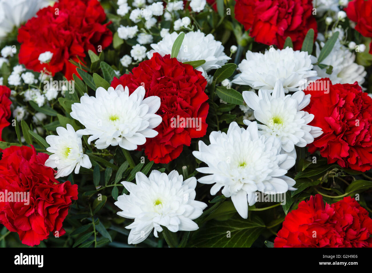 Background of fresh flowers Stock Photo - Alamy