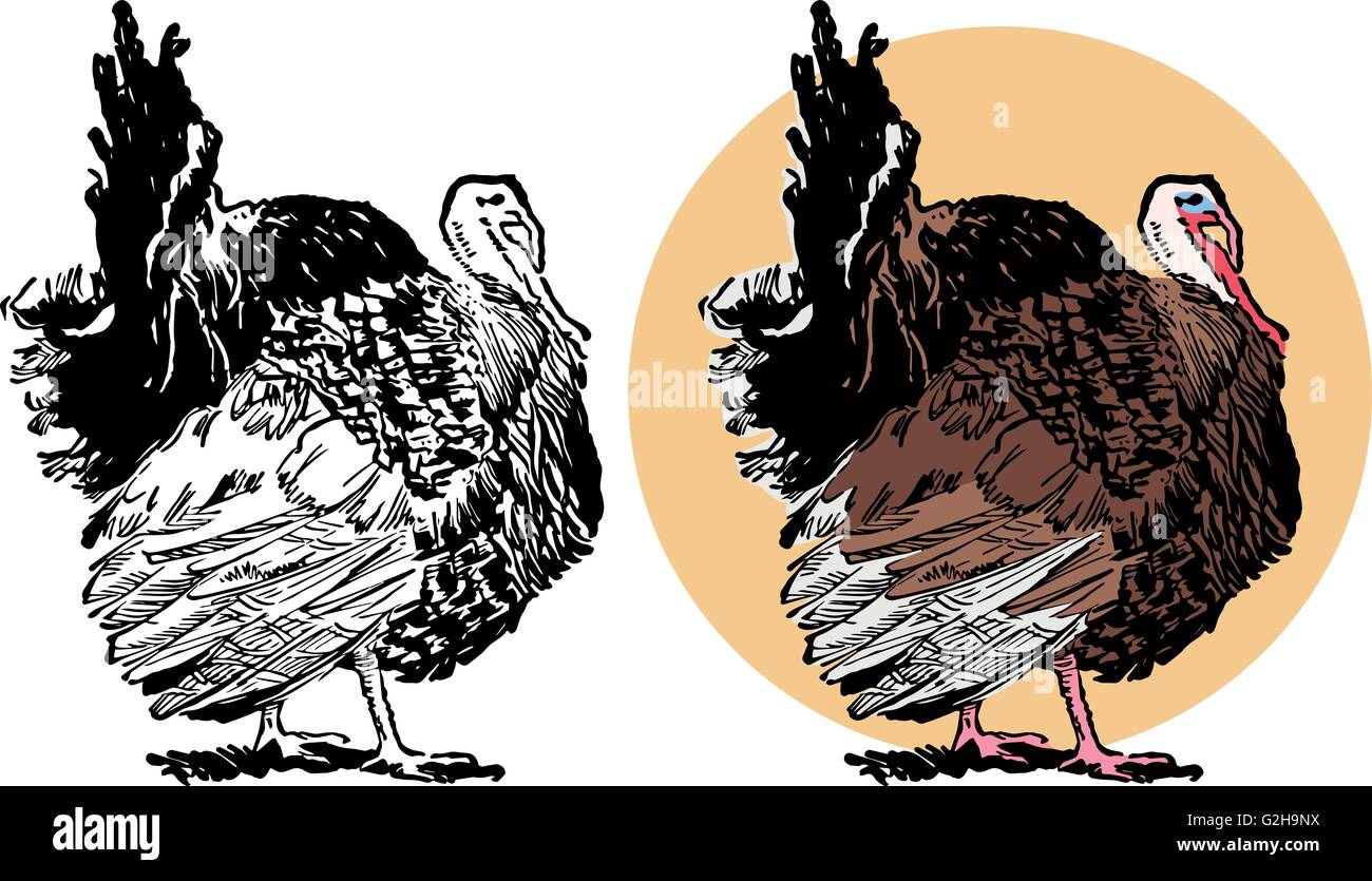 Cartoon fat bird hi-res stock photography and images - Alamy