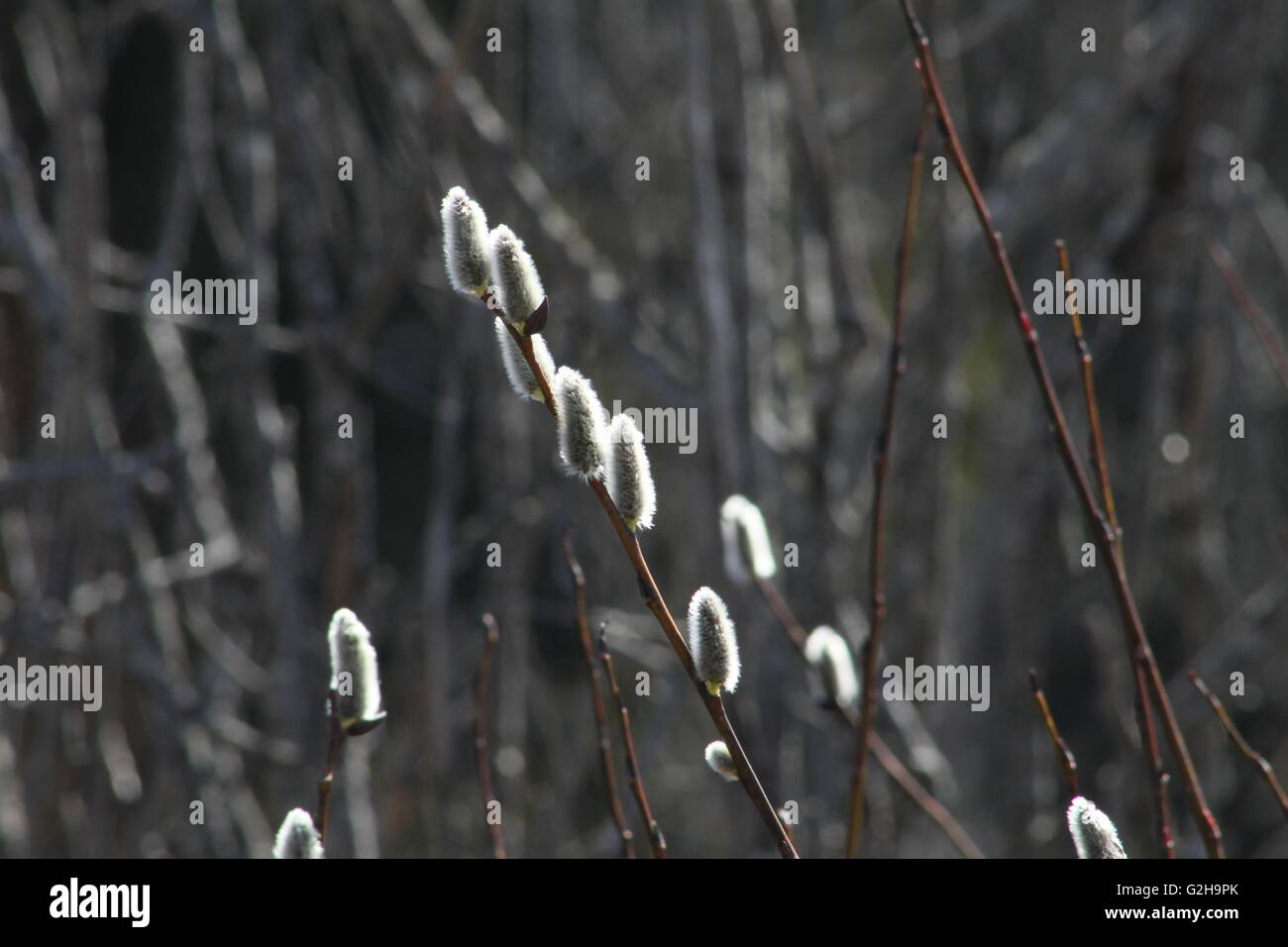Pussy Willow (Catkins). American pussy willow (Salix discolor), native ...