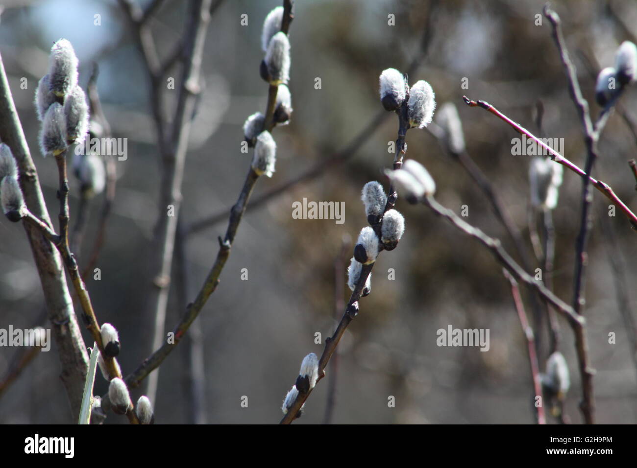 Pussy Willow (Catkins). American pussy willow (Salix discolor), native ...
