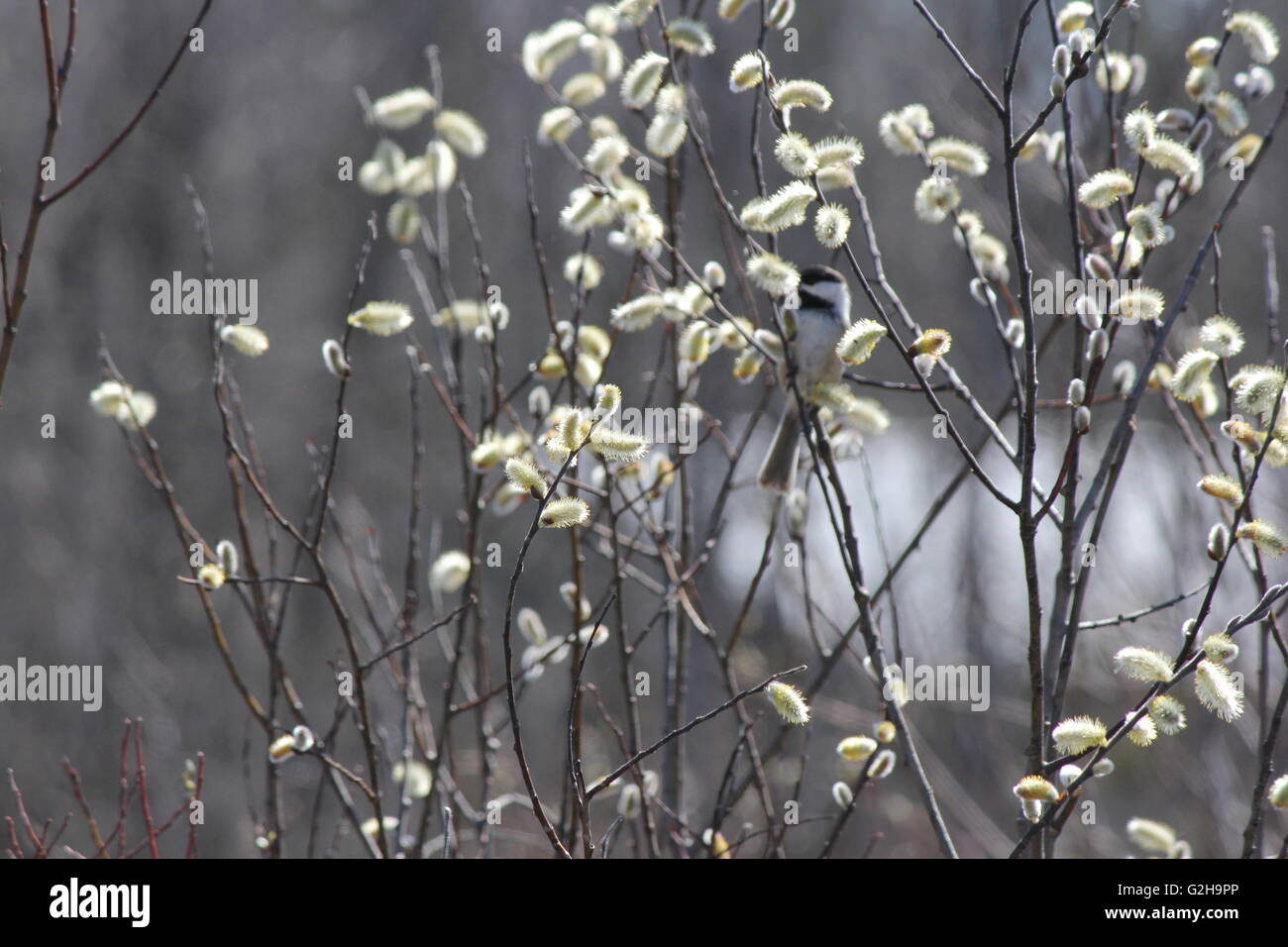 Catkins on the branches of a Pussy willow tree (Salix discolor) early ...
