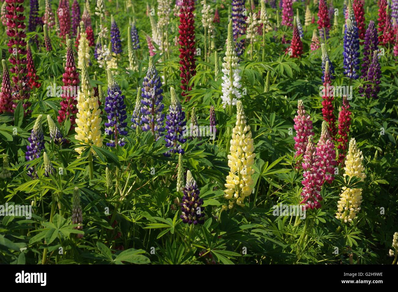 Lupines hi-res stock photography and images - Alamy