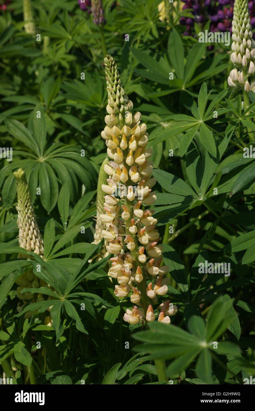 Lupines hi-res stock photography and images - Alamy
