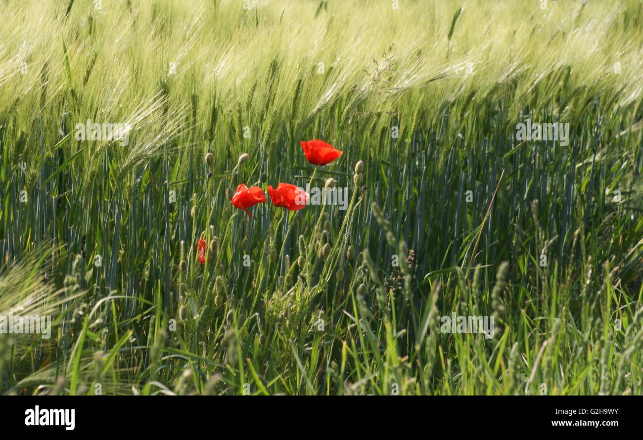 Red wheat hi-res stock photography and images - Alamy