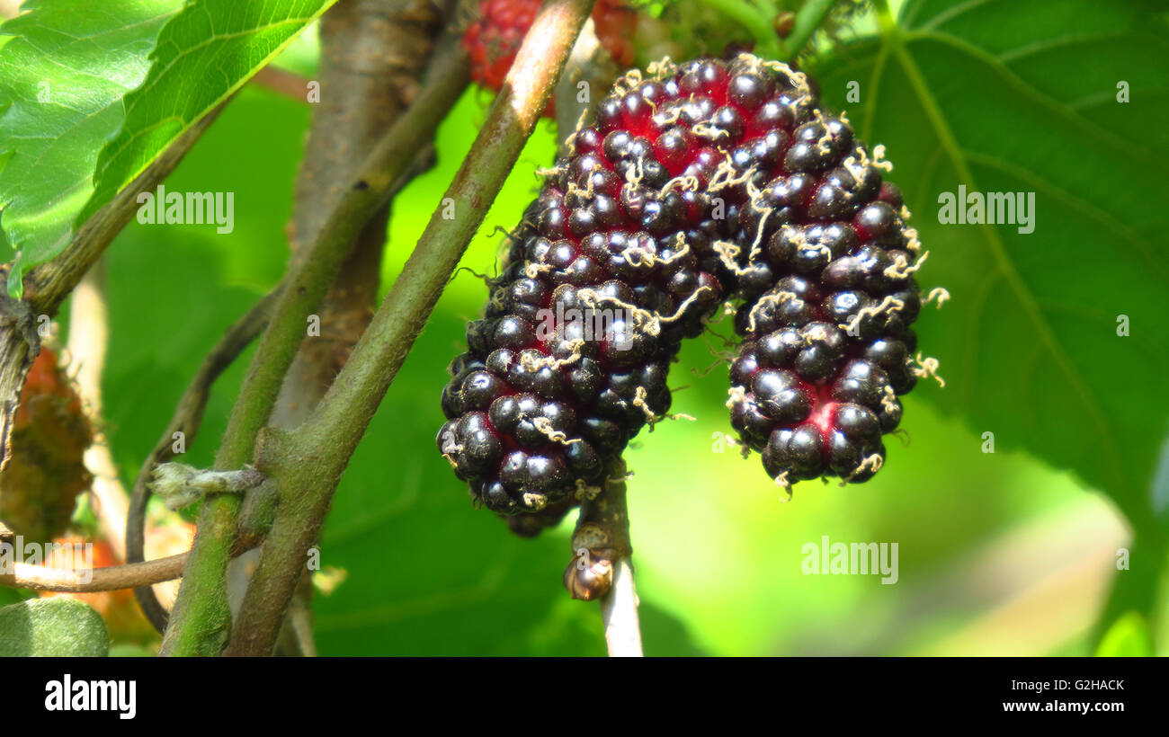 Indian Mulberry High Resolution Stock Photography and Images - Alamy