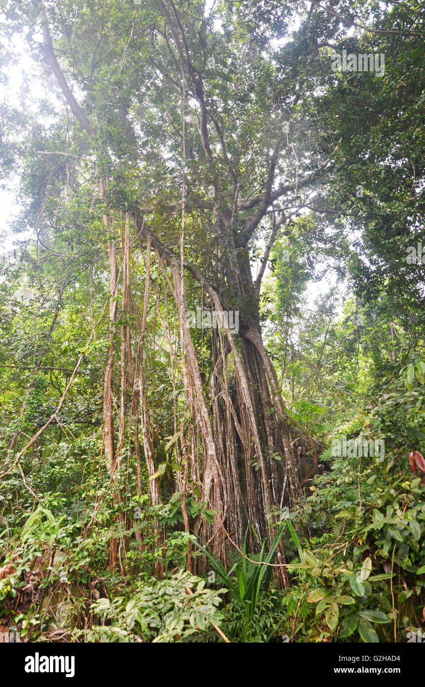 Large fig tree hi-res stock photography and images - Alamy