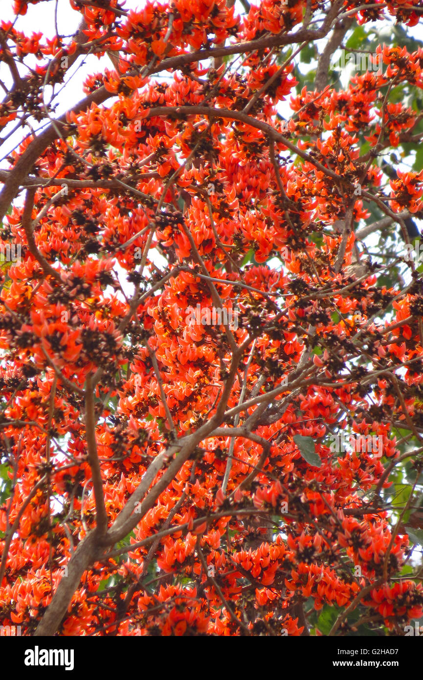 A background of a tree with beautiful red flowers in the Indian ...