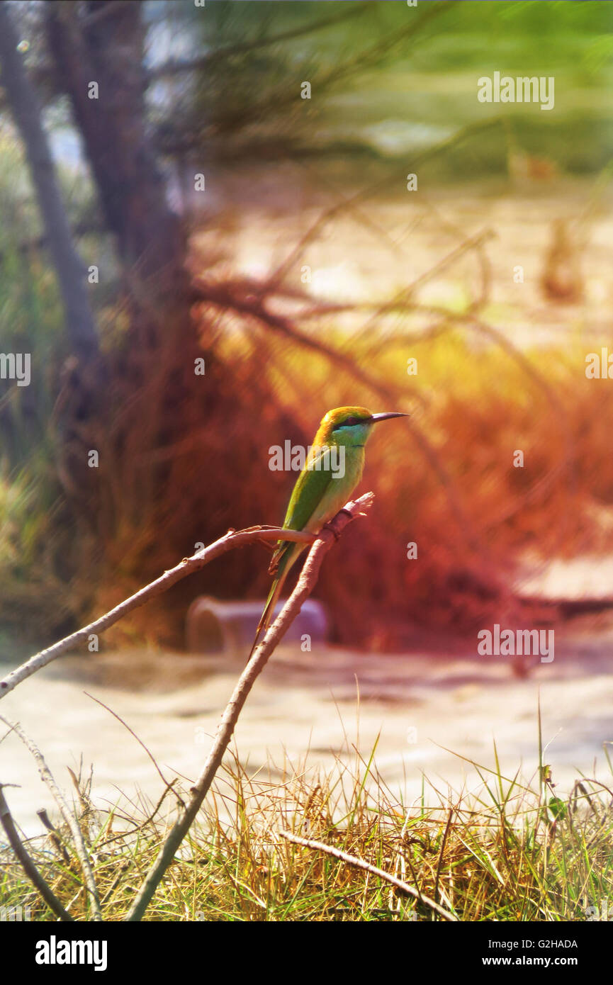 Small green bird hi-res stock photography and images - Alamy
