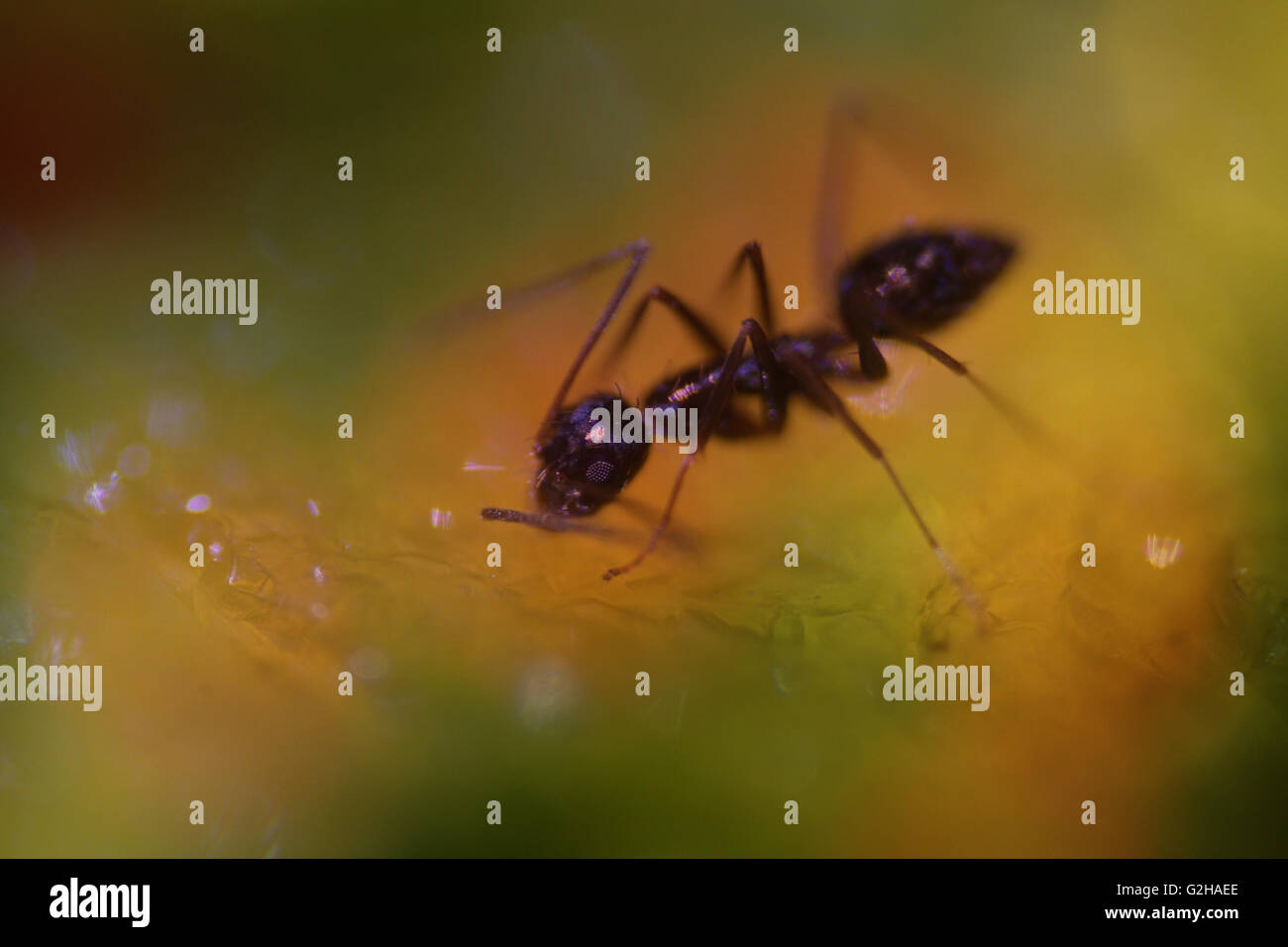 Hungry ant hi-res stock photography and images - Alamy