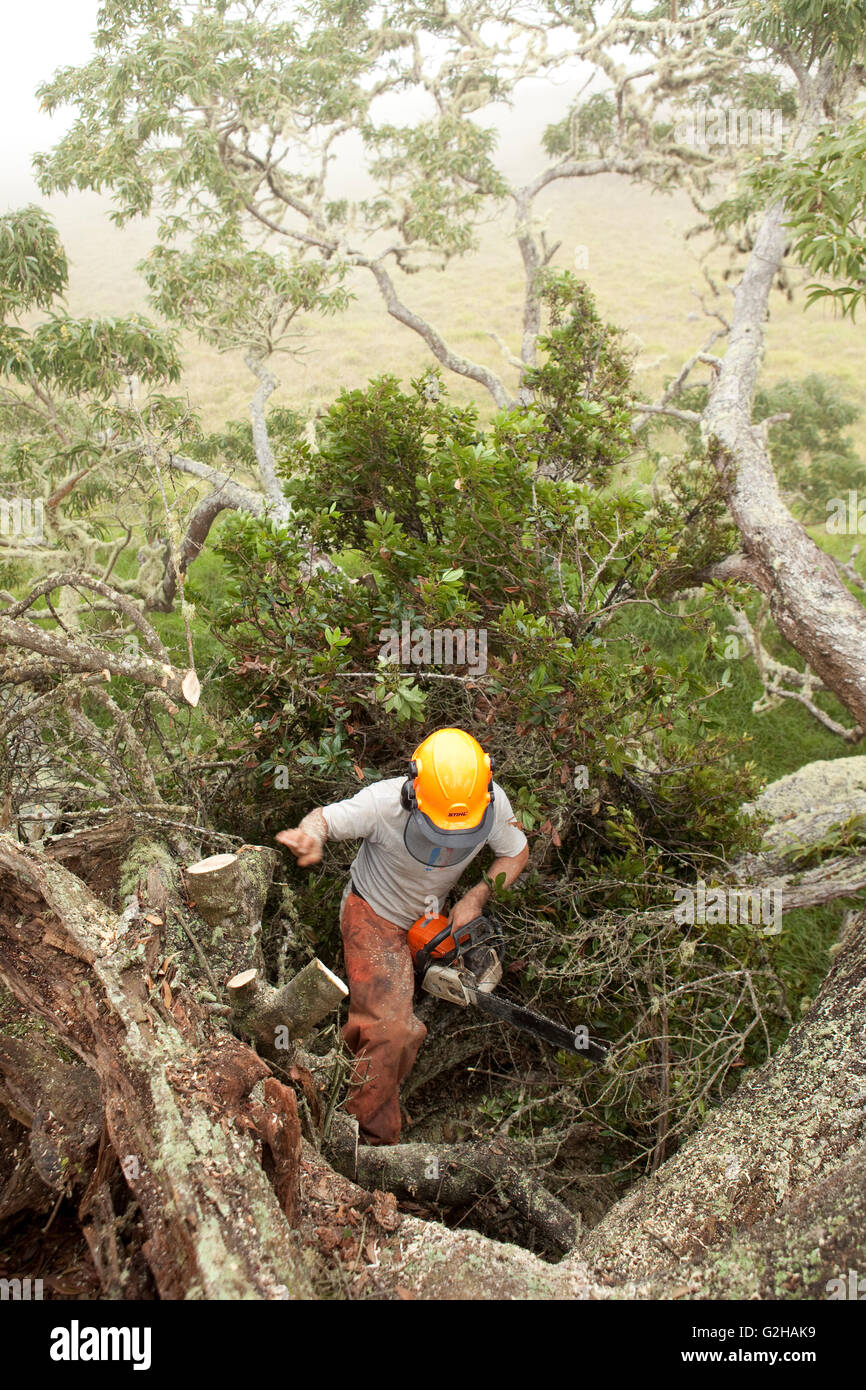 Workers remove and treat Faya bush on Koa tree, Hawaiian Stock Photo ...
