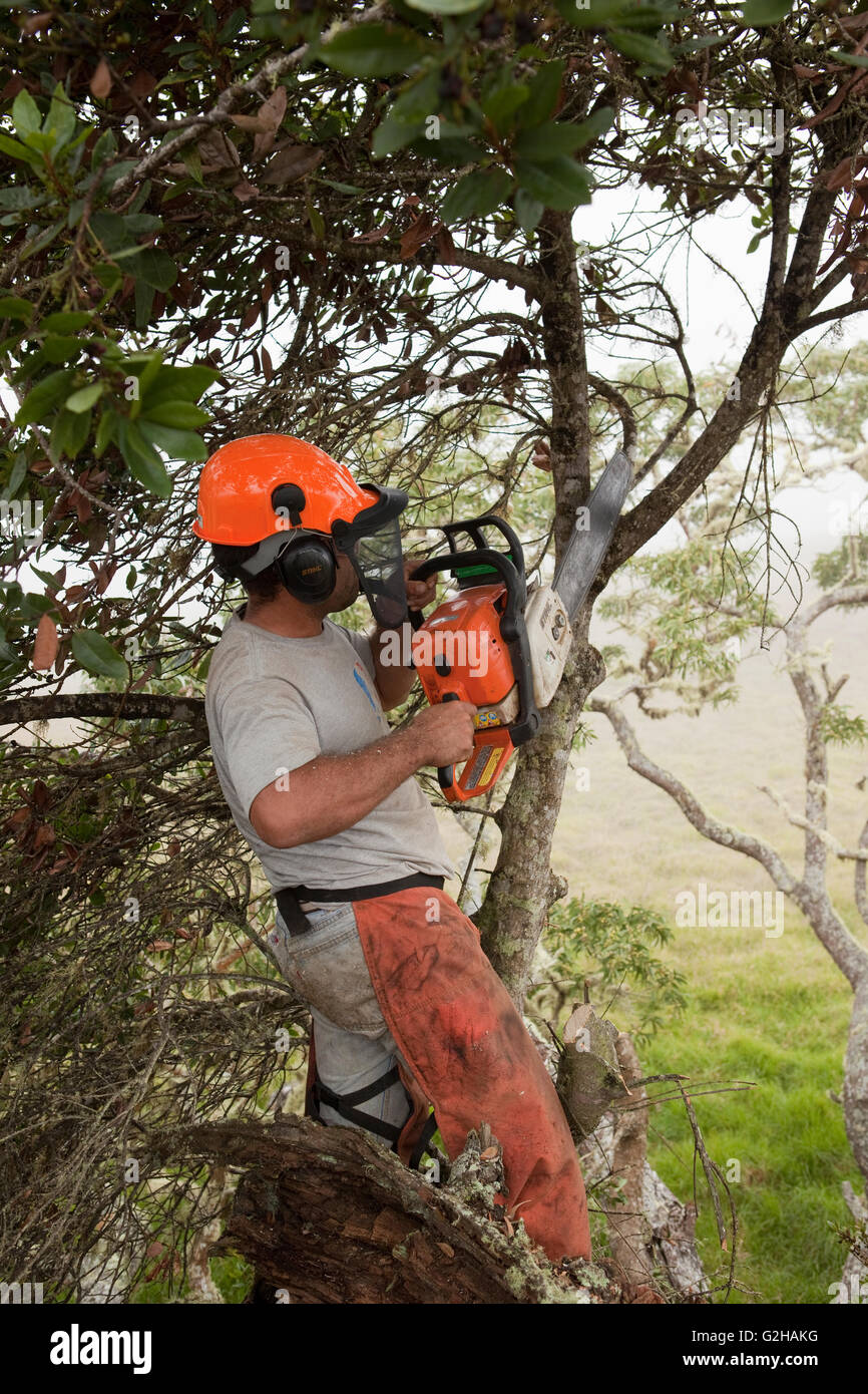 Koa tree sapling hi-res stock photography and images - Alamy