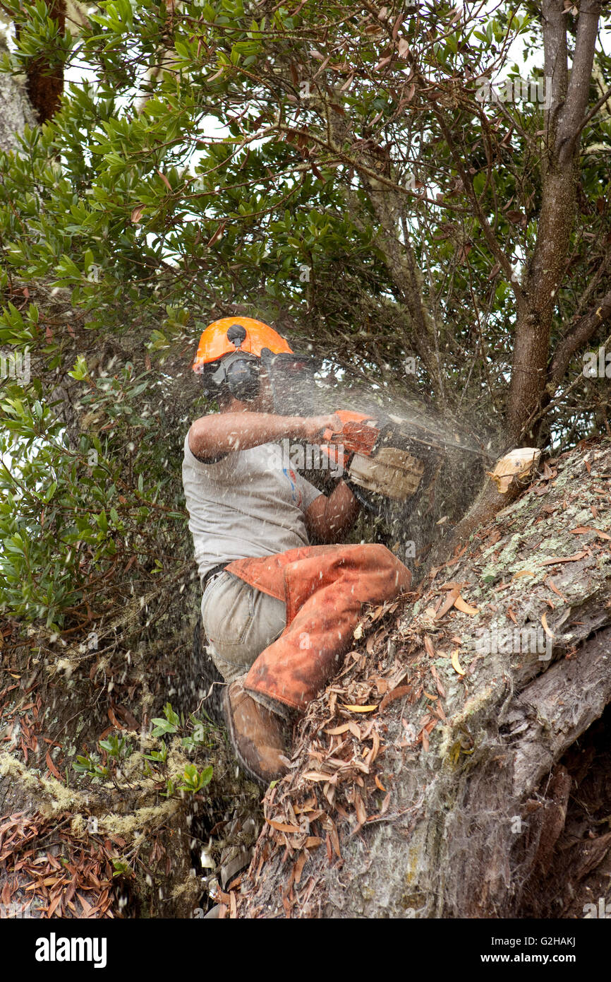 Workers remove and treat Faya bush on Koa tree, Hawaiian Stock Photo ...