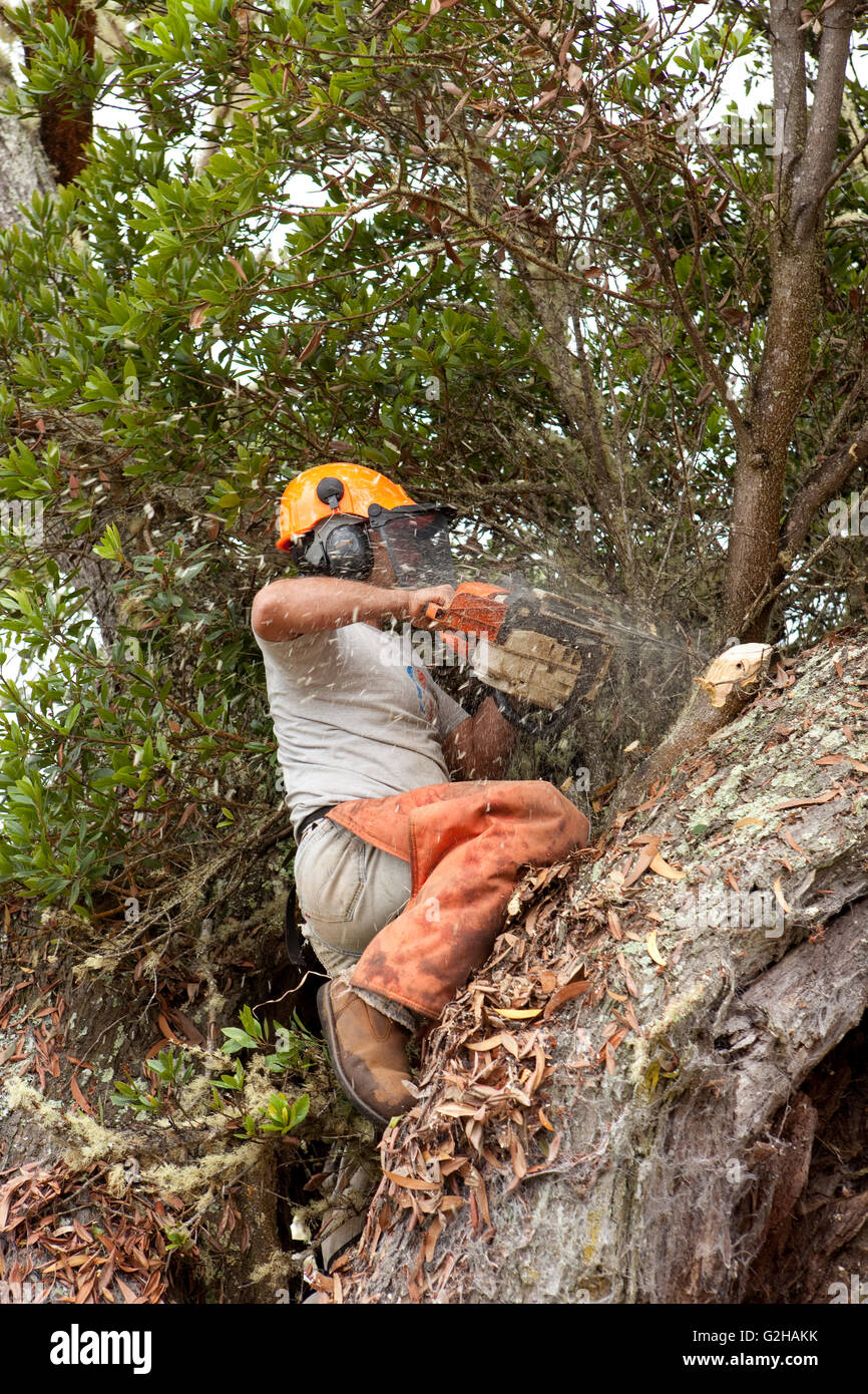 Workers remove and treat Faya bush on Koa tree, Hawaiian Stock Photo ...