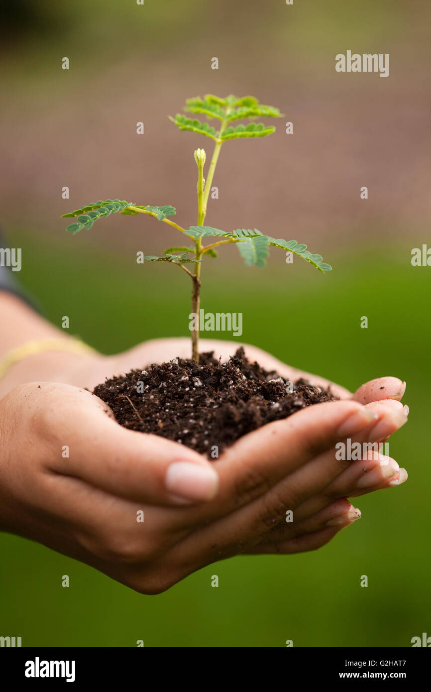 Seedling in cupped hands, Hawaiian Legacy Hardwood, Kukaiau Stock Photo ...
