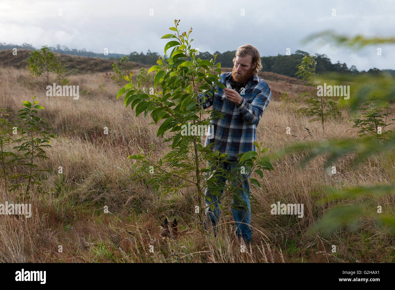 Field of out-planted Koa seedlings, Hawaiian Legacy Hardwood Stock ...