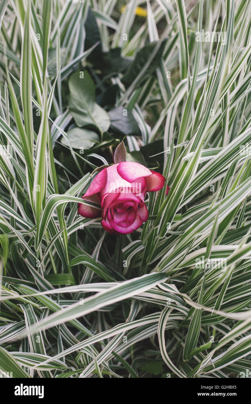 Rose and grass hi-res stock photography and images - Alamy