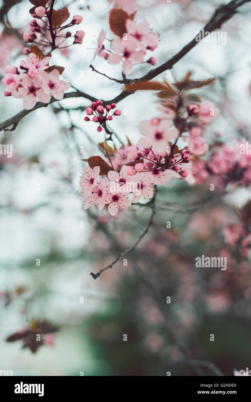 Spring blossom tree Stock Photo - Alamy