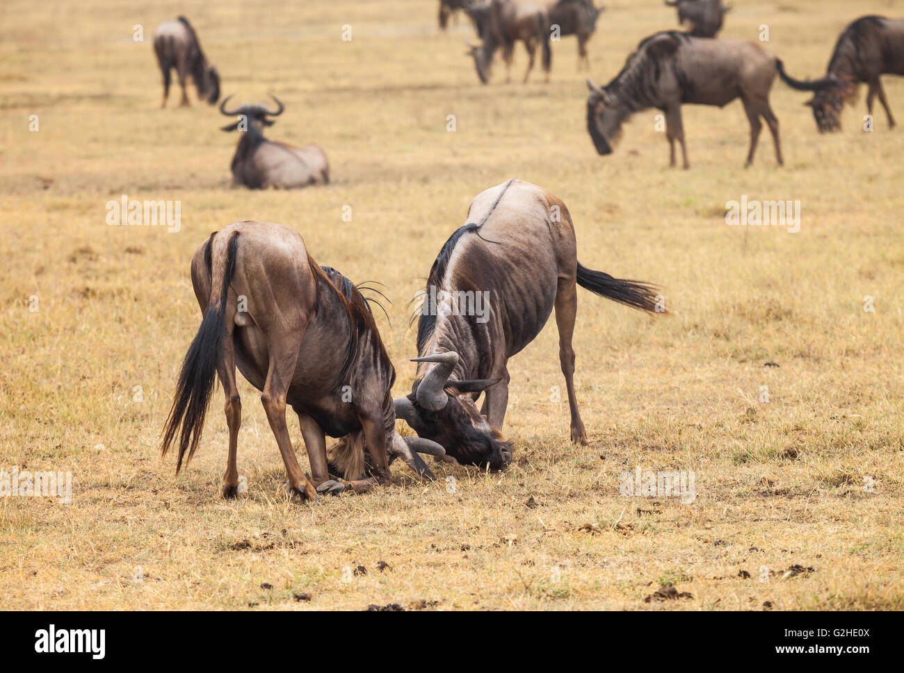 wildebeest fight among themselves. Image blur because fought fiercely ...