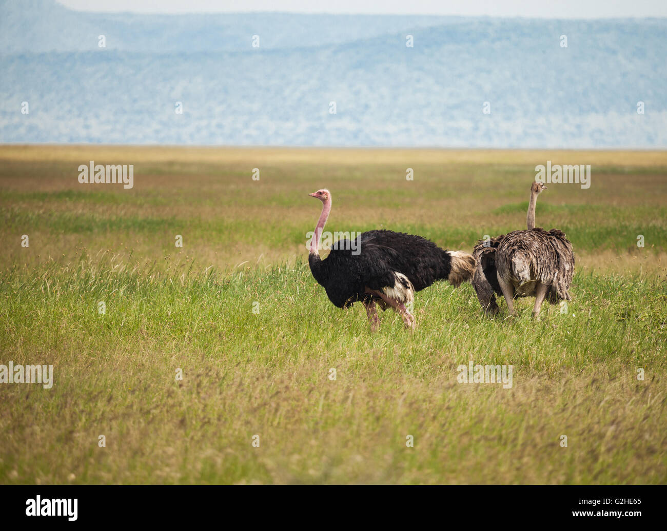 The ostrich or common ostrich (Struthio camelus) is either one or two ...