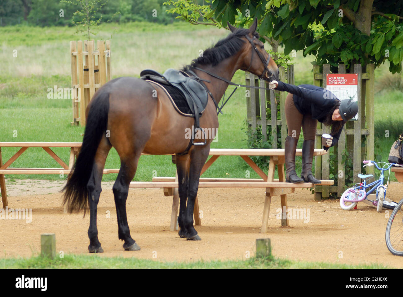 Rider mounting horse hi-res stock photography and images - Alamy