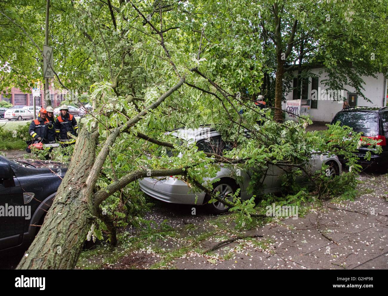 A fire fighters remove a fallen tree which collapsed onto two cars ...