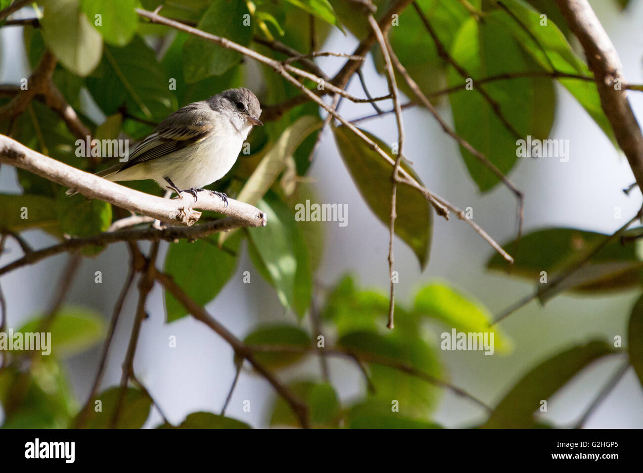 Asuncion, Paraguay. 30th May, 2016. Southern beardless tyrannulet ...