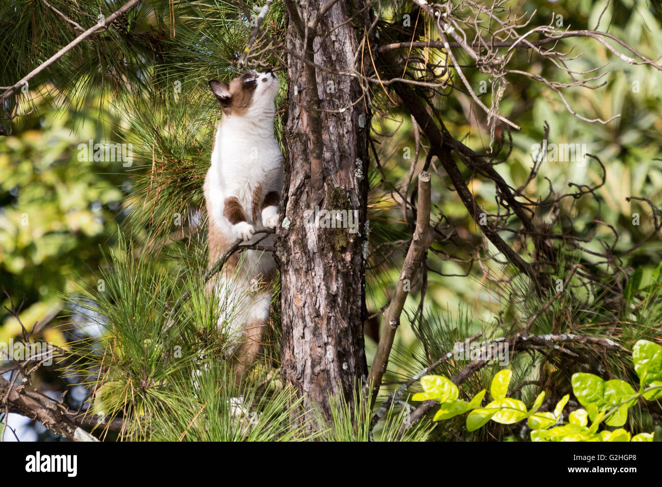 Asuncion, Paraguay. 30th May, 2016. Domestic cat climbs up a pine tree ...