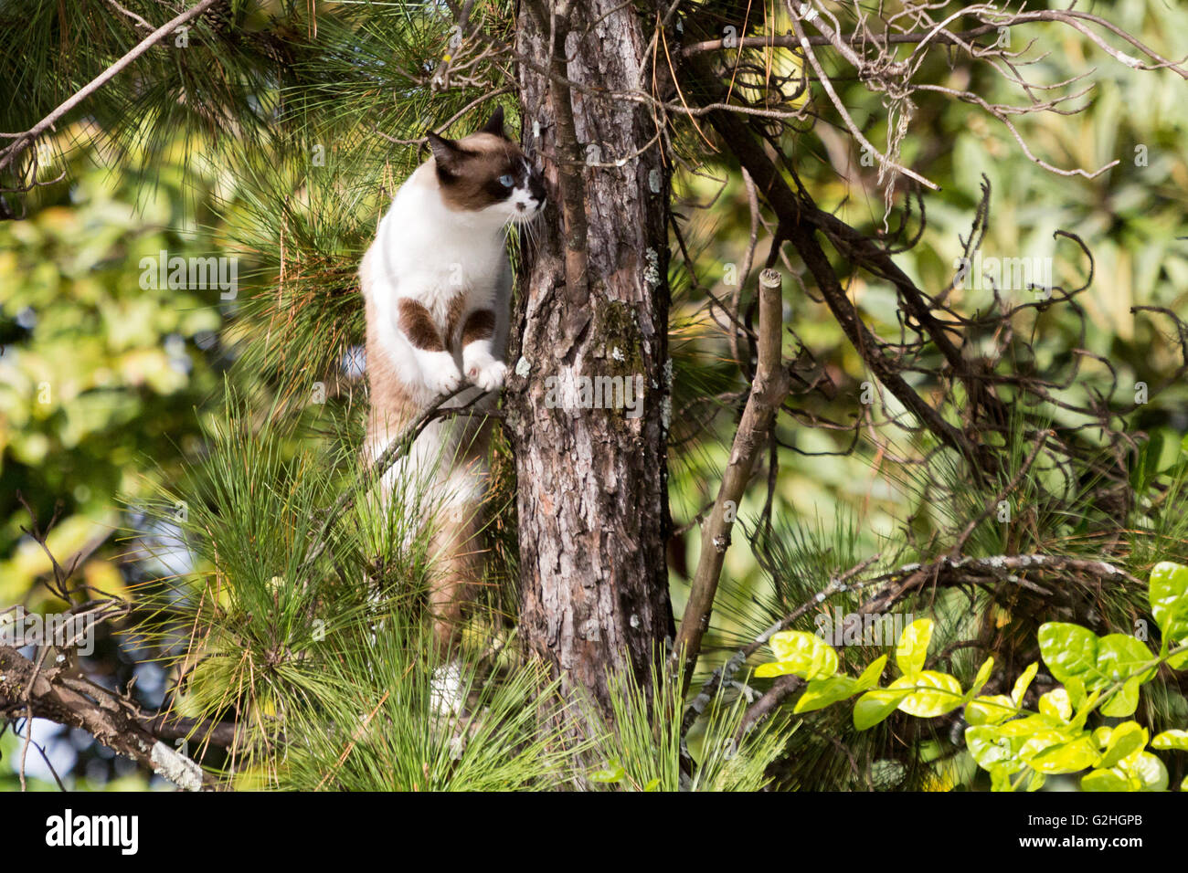 Asuncion, Paraguay. 30th May, 2016. Domestic cat climbs up a pine tree ...