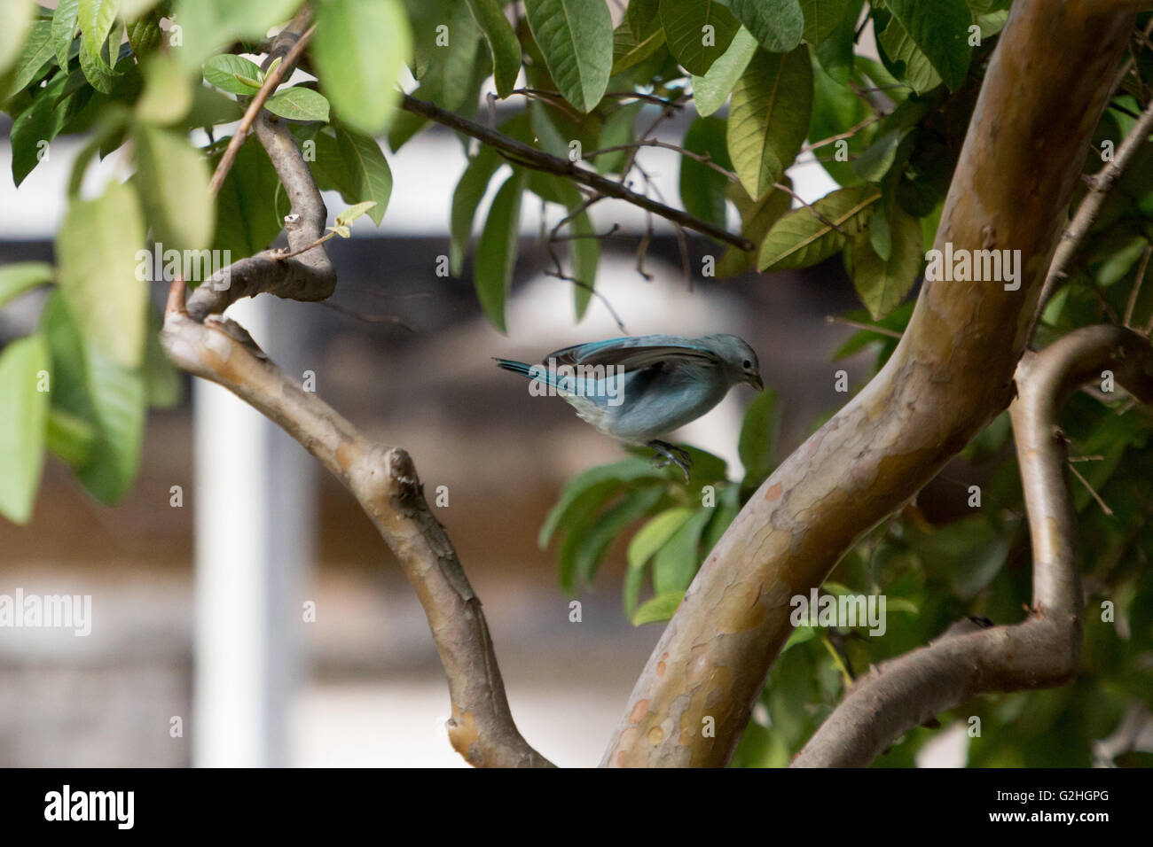 Asuncion, Paraguay. 30th May, 2016. Sayaca tanager (Thraupis sayaca ...