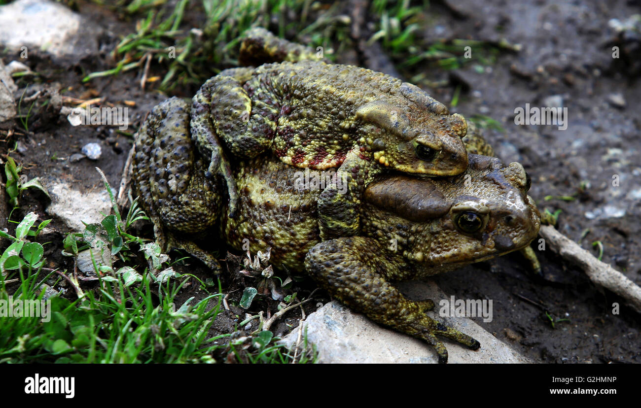 Dhunche, Nepal. 31st May, 2016. Mating frogs are seen in Langtang ...