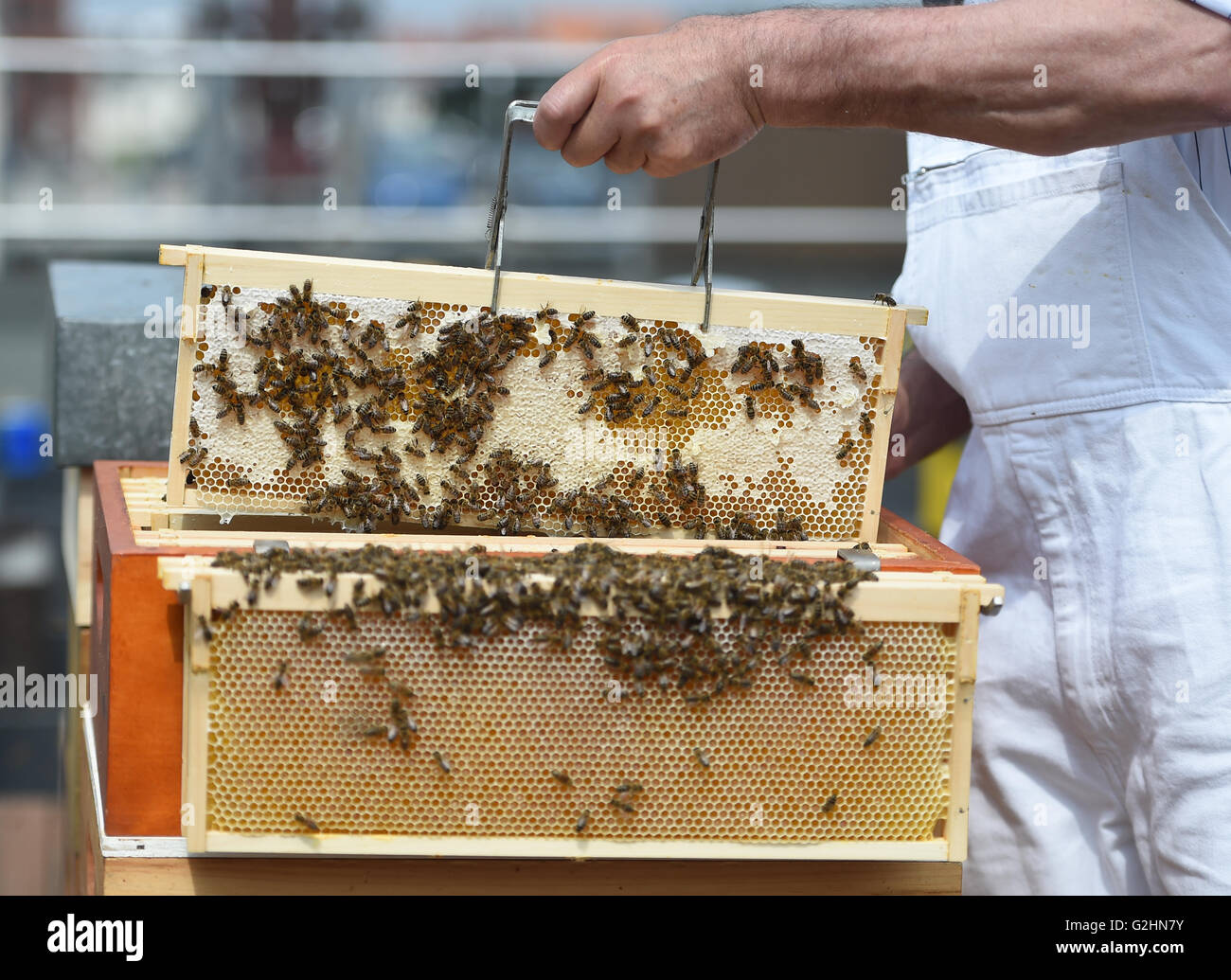 Berlin, Germany. 31st May, 2016. Beekeeper Josef Rainhard, instructor ...