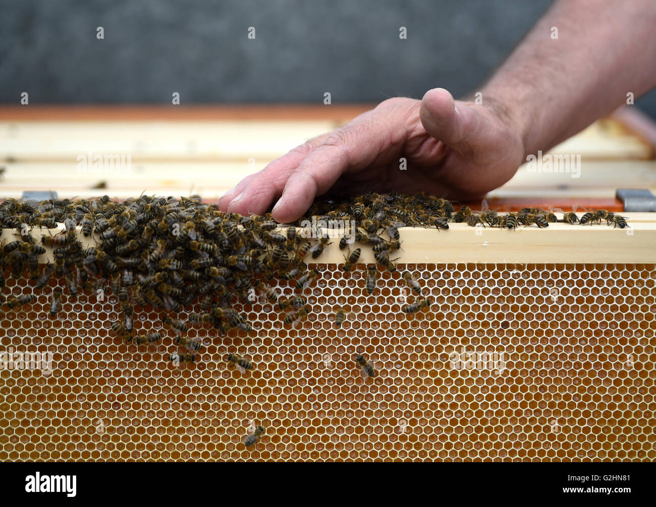 Berlin, Germany. 31st May, 2016. Beekeeper Josef Rainhard, instructor ...