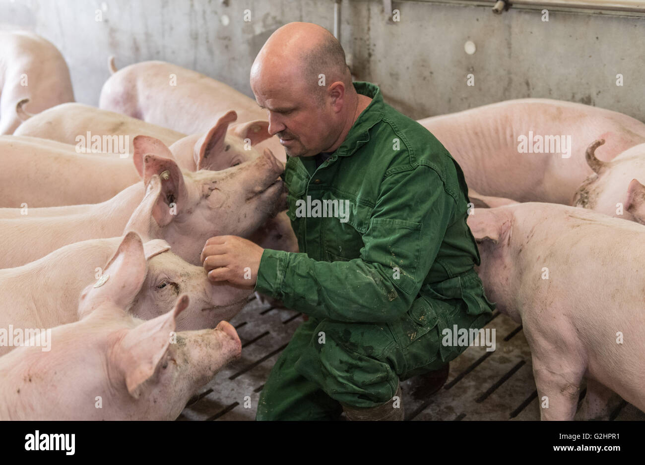 Pig surrounded hi-res stock photography and images - Alamy