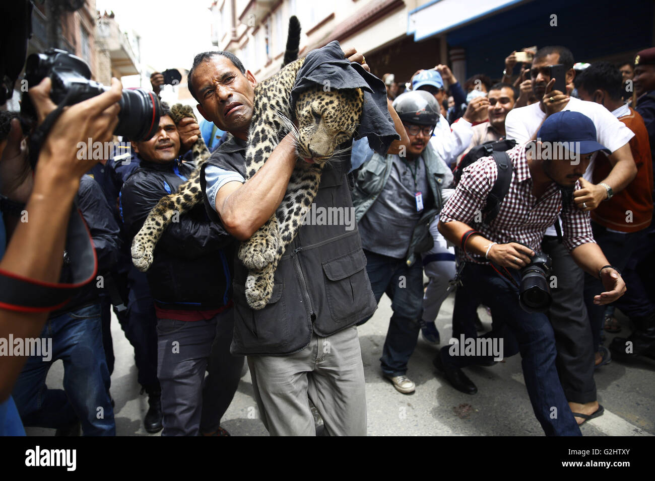 Kathmandu, Nepal. 1st June, 2016. A Zoo doctor carries a sedated ...