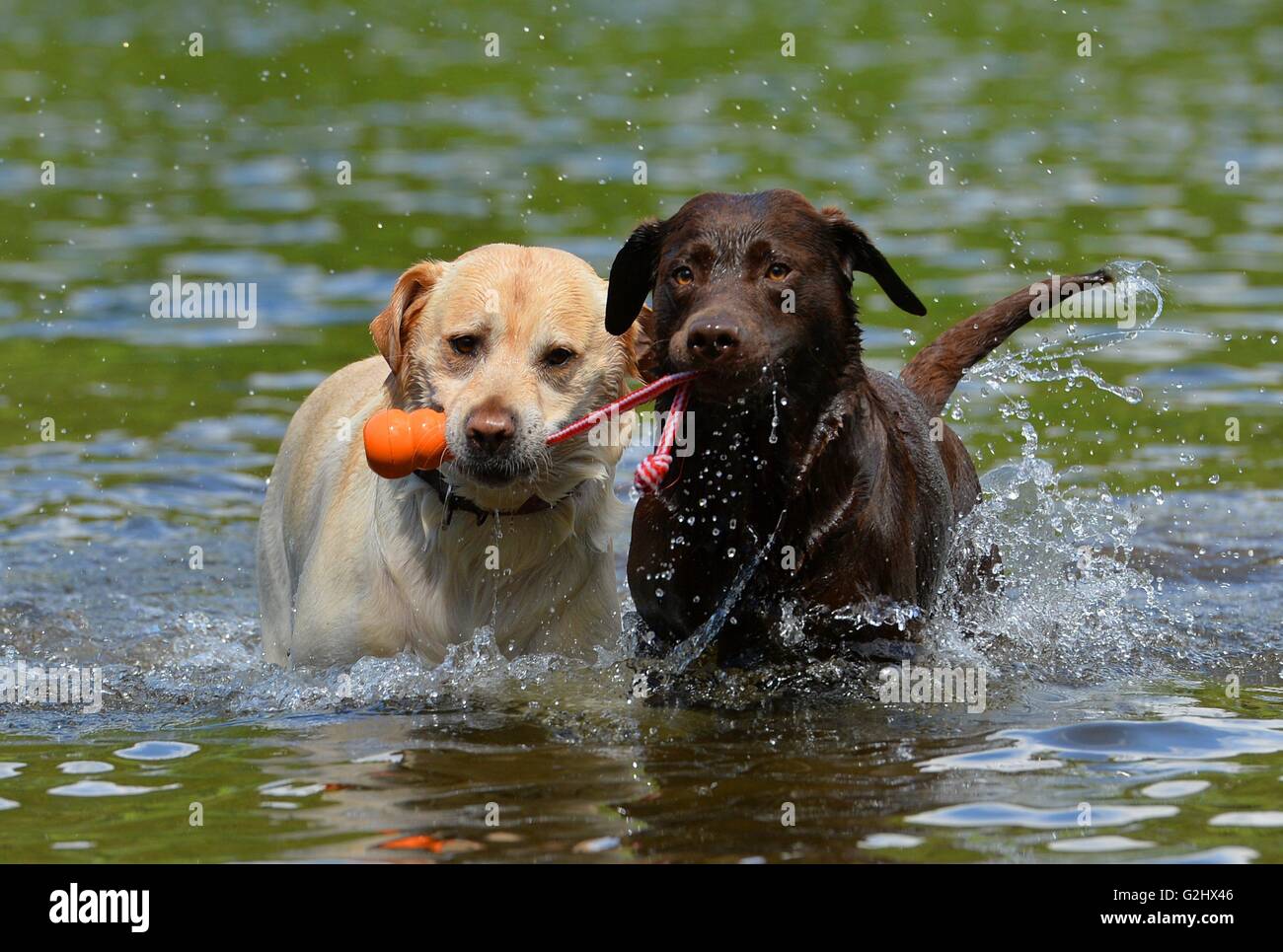 Two labrador dogs are playing in the water of a little lake, Germany ...