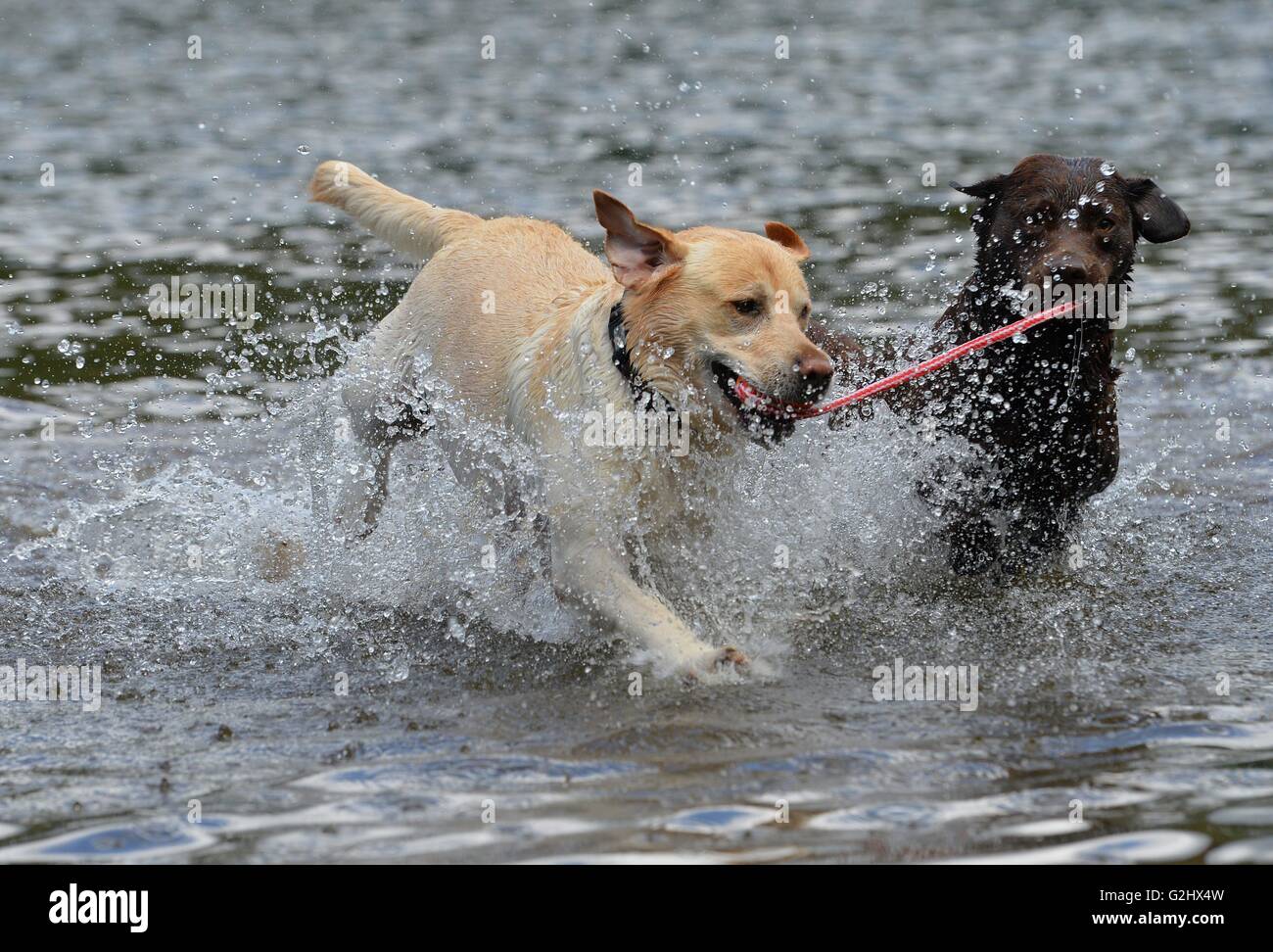Two labrador dogs are playing in the water of a little lake, Germany ...